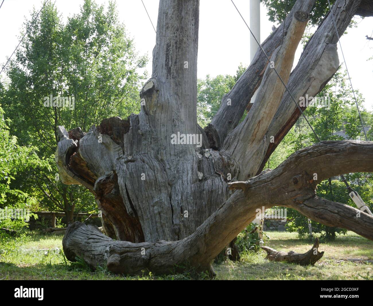 Old ancient oak tree in a protected area. A close-up of a semi-living ...