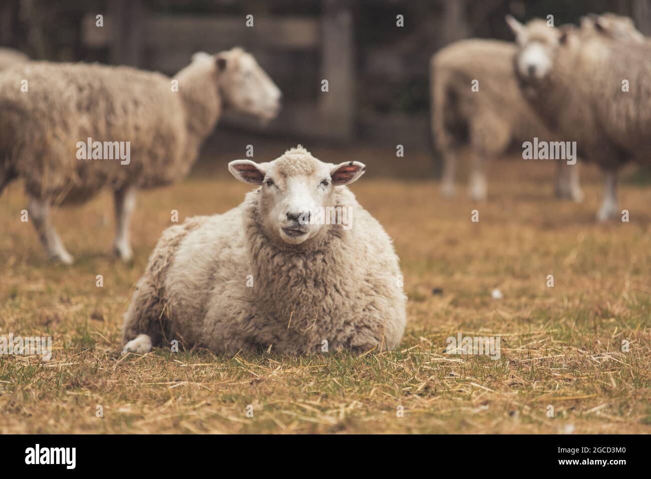 Sheep pose to the photo at farm in New Zealand Stock Photo - Alamy