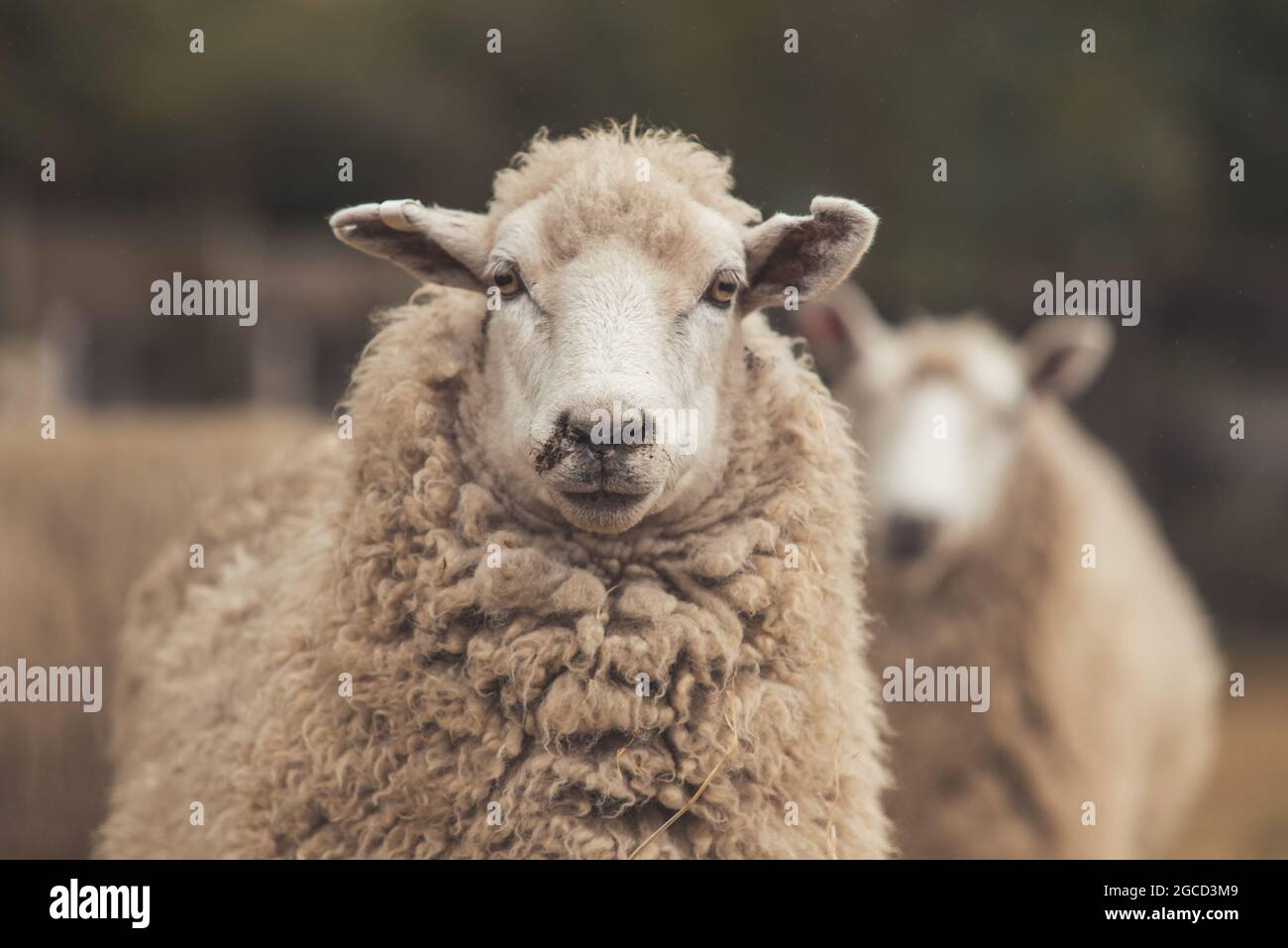 Sheep pose to the photo at farm in New Zealand Stock Photo - Alamy
