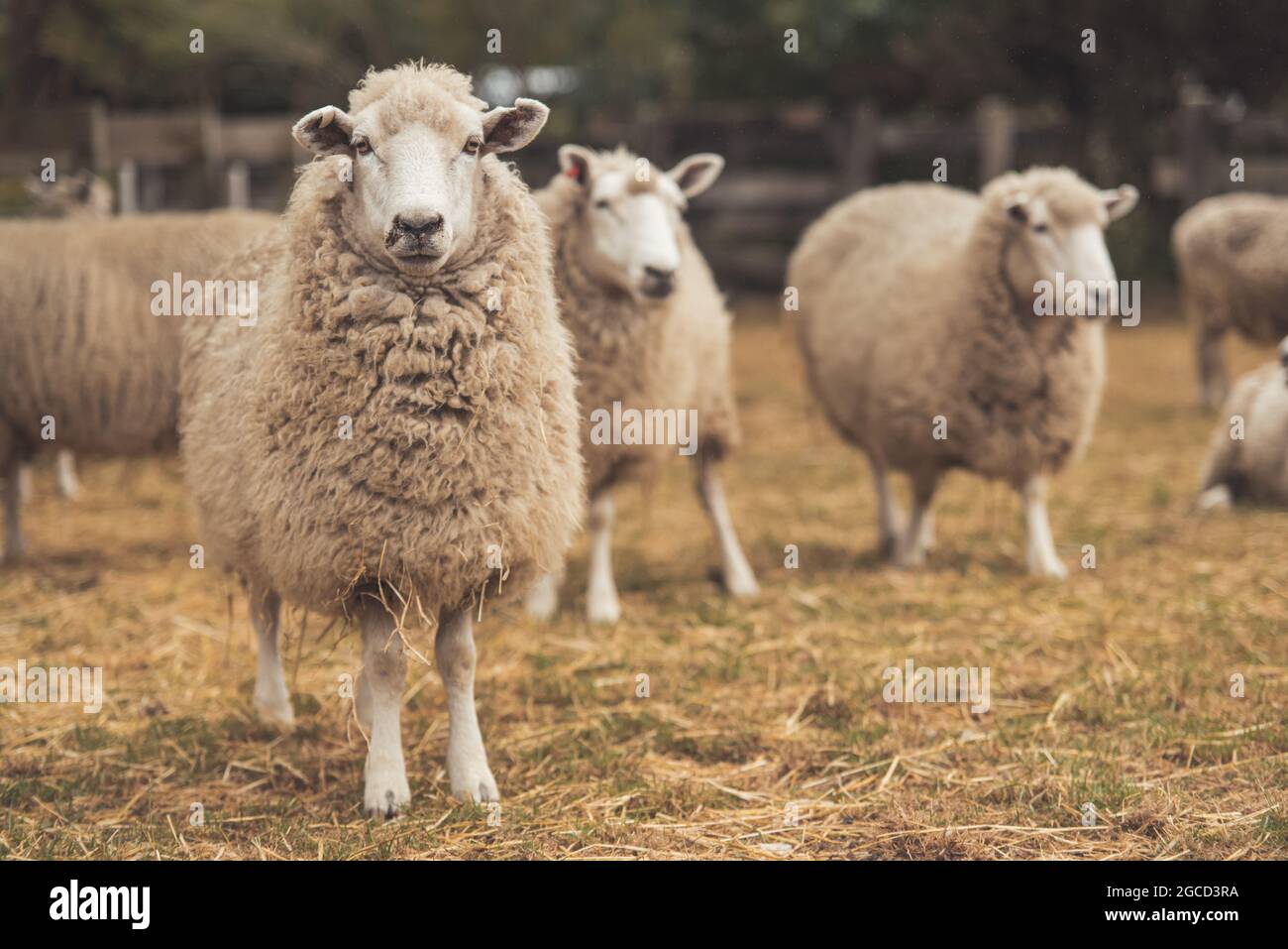 Sheep pose to the photo at farm in New Zealand Stock Photo - Alamy