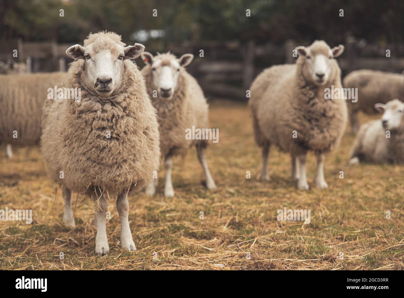 Sheep pose to the photo at farm in New Zealand Stock Photo - Alamy