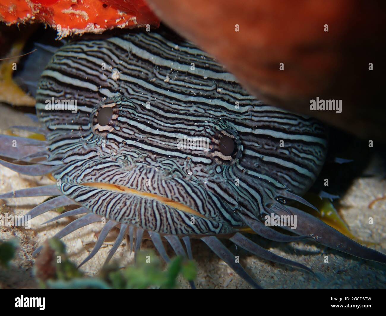 Beautiful fish hiding in the stunning coral reefs of the Caribbean ...
