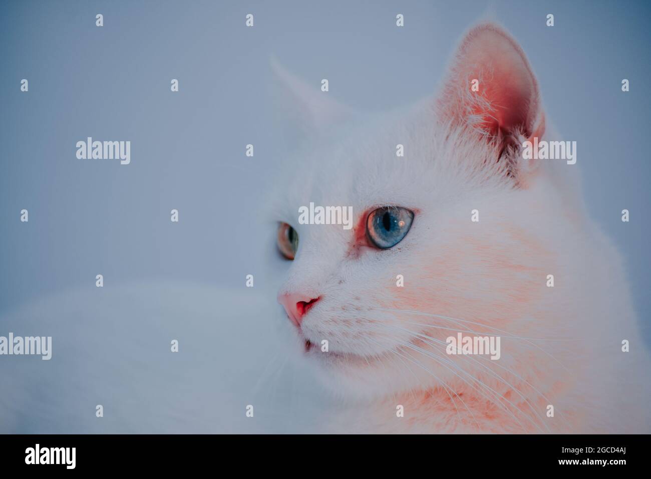 A portrait of a beautiful Turkish Angora cat in the light background ...