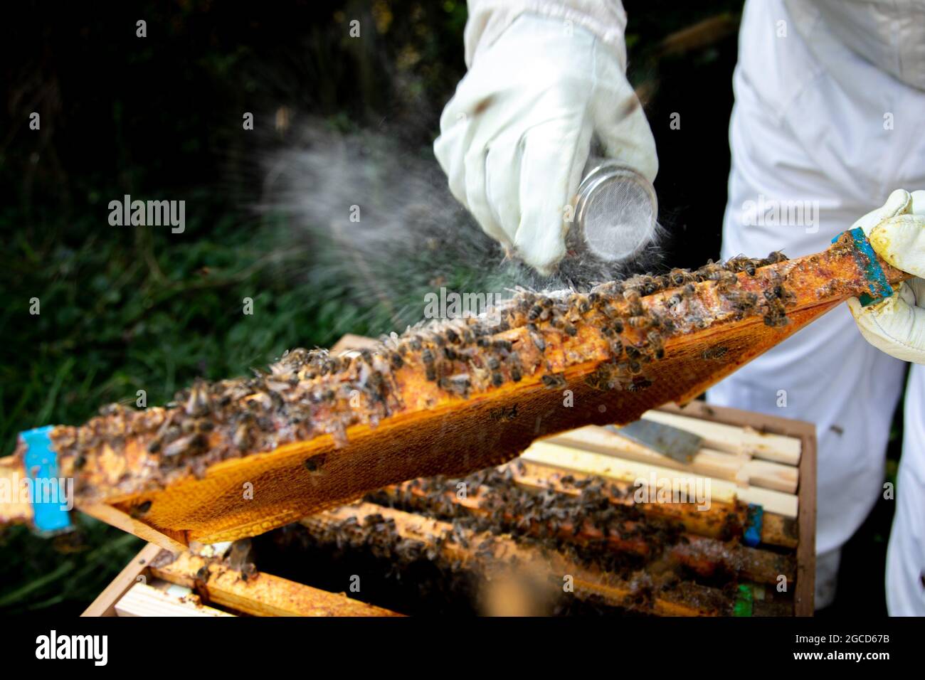 A beekeeper sprinkling icing sugar onto bees as a varroa mite treatment ...