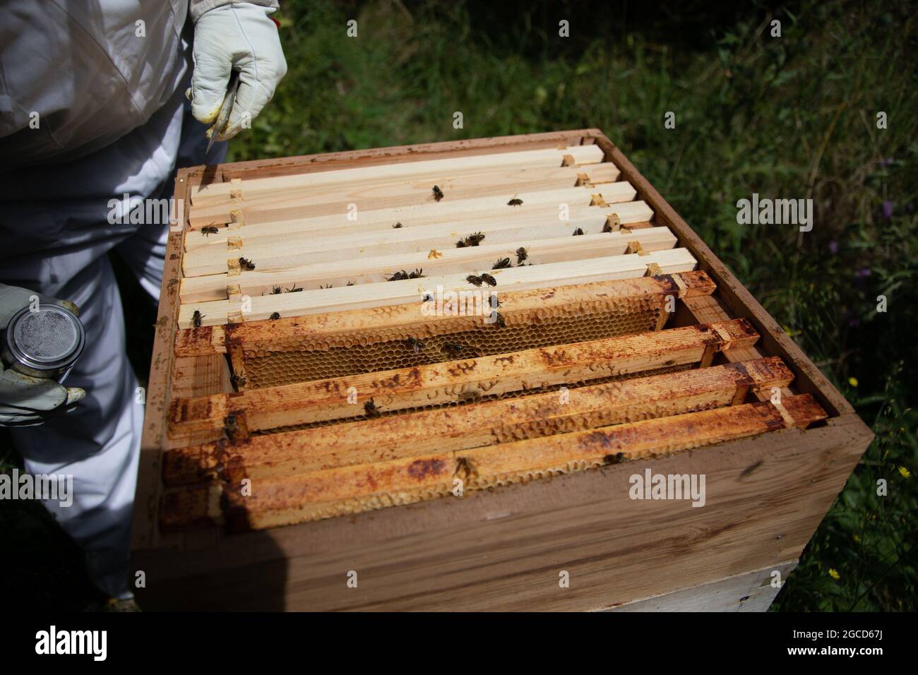 Opening a brood box to treat for varroa Stock Photo - Alamy