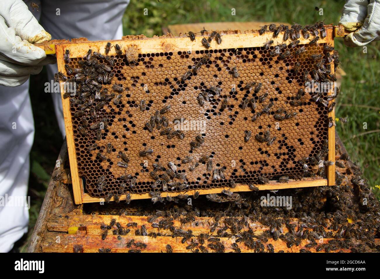 Brood frame hi-res stock photography and images - Alamy