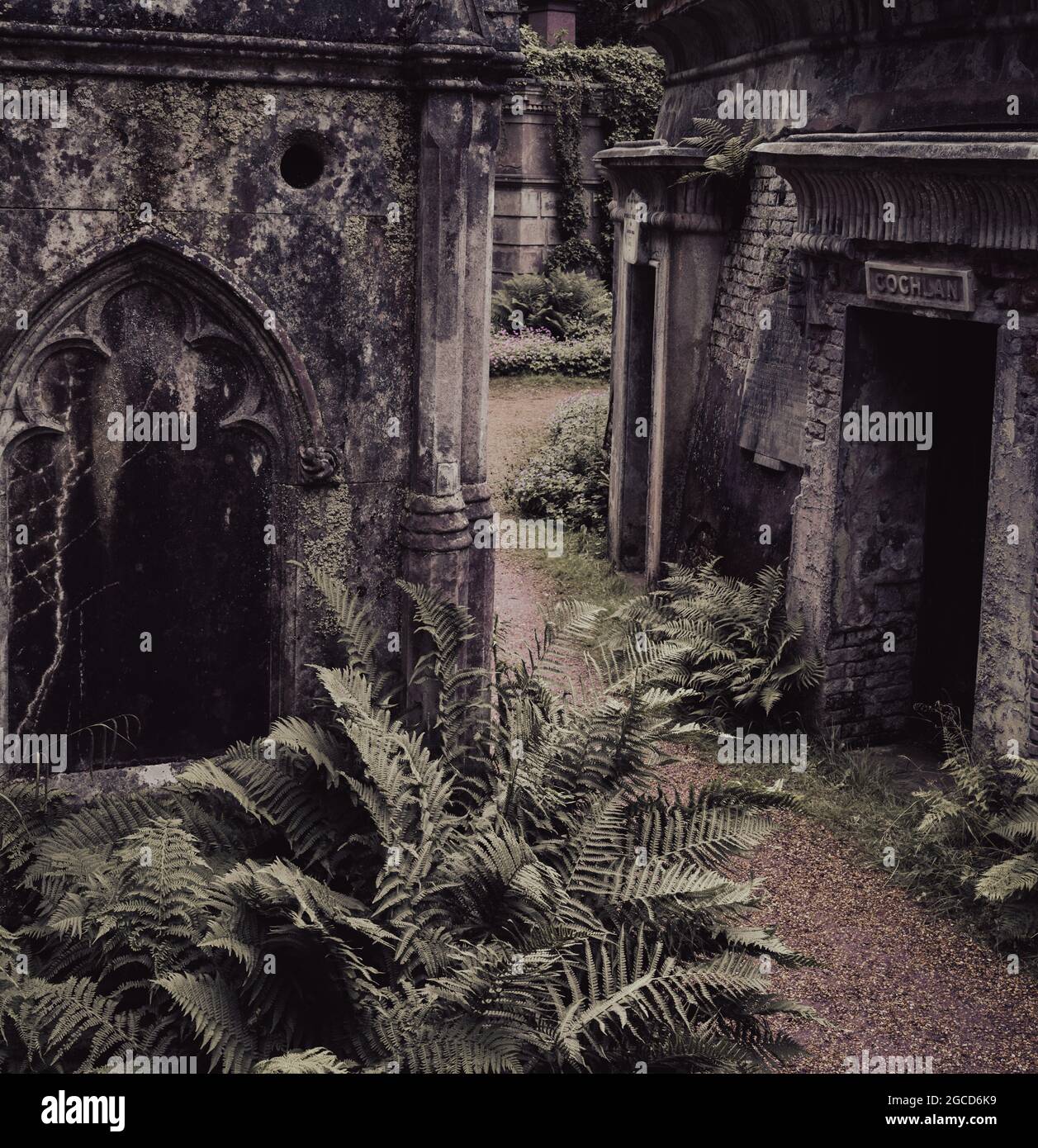 Historic weathered tombs and gravestones overgrown with ferns in ...