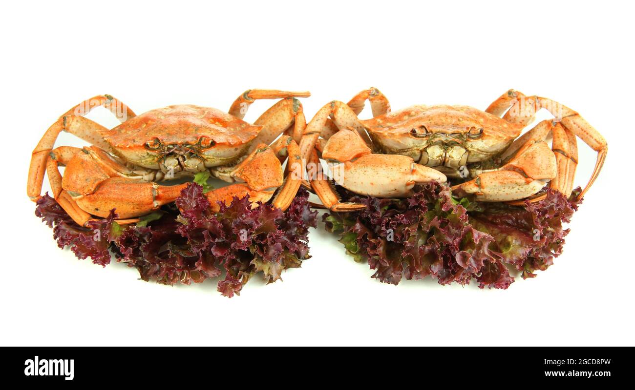 Boiled crabs isolated on white Stock Photo - Alamy
