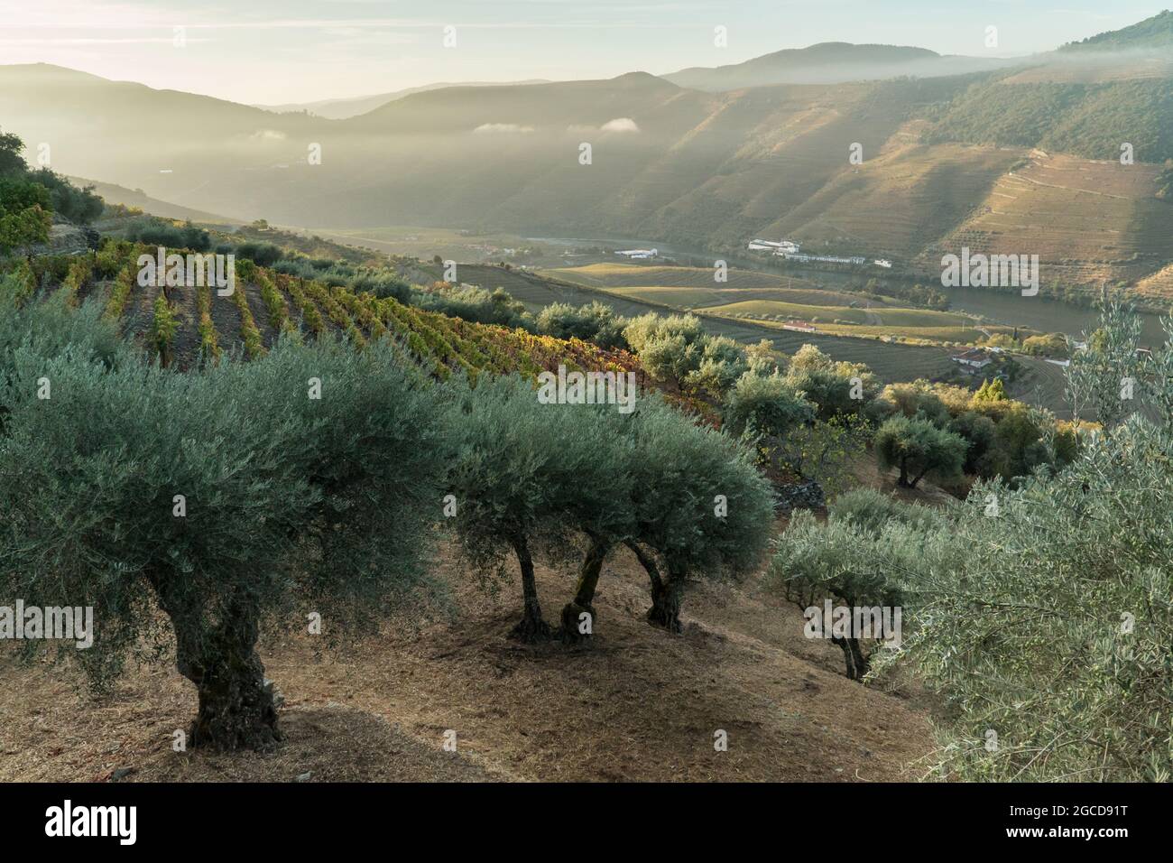 Terraces olive trees hi-res stock photography and images - Alamy
