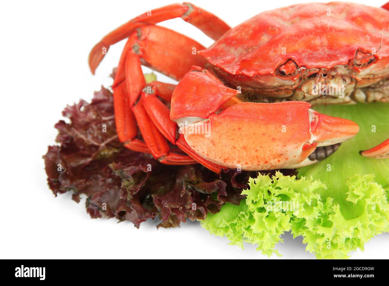 Boiled crab isolated on white Stock Photo - Alamy