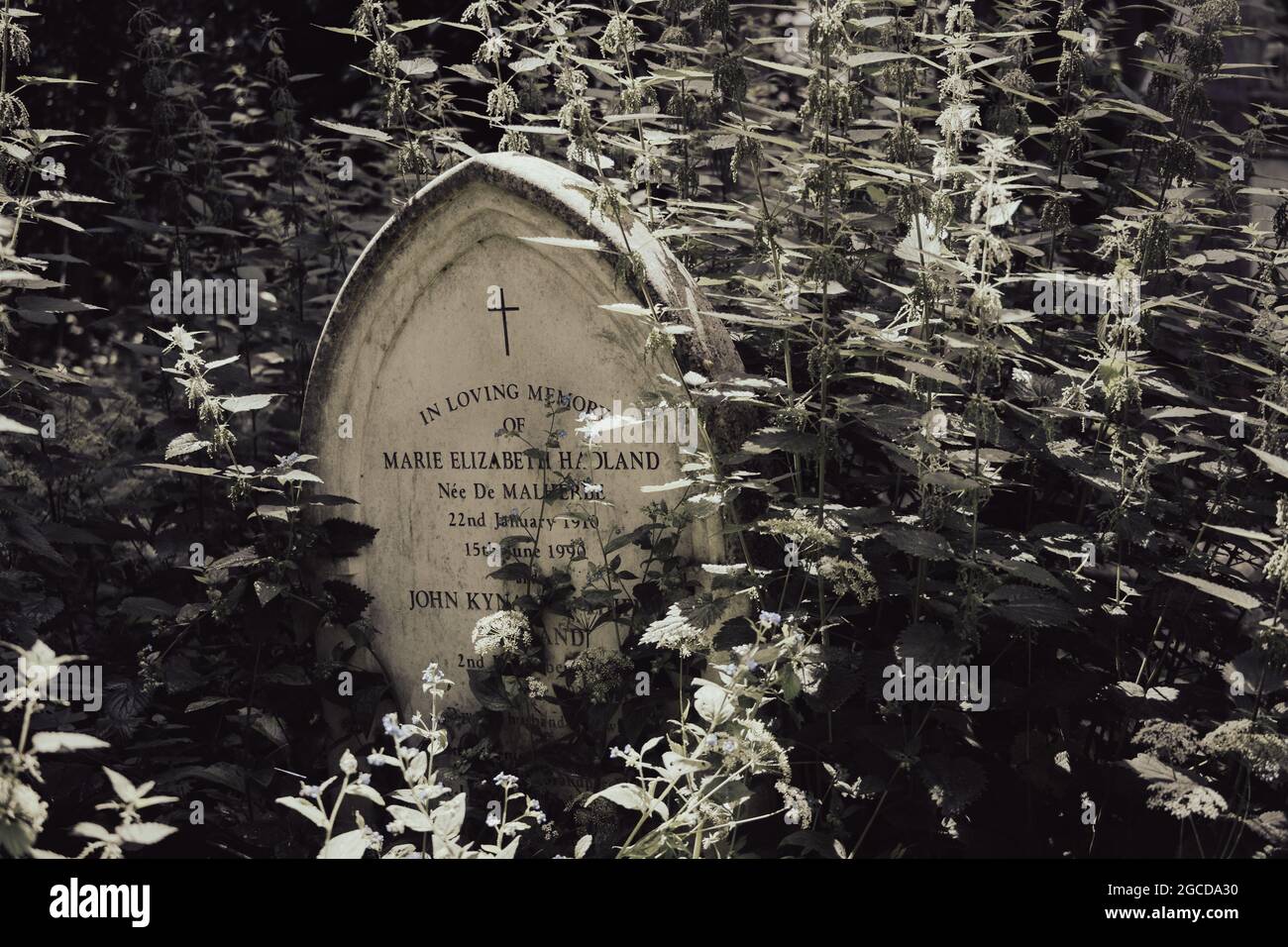 Old gravestone overgrown with vegetation in historic cemetery Stock ...