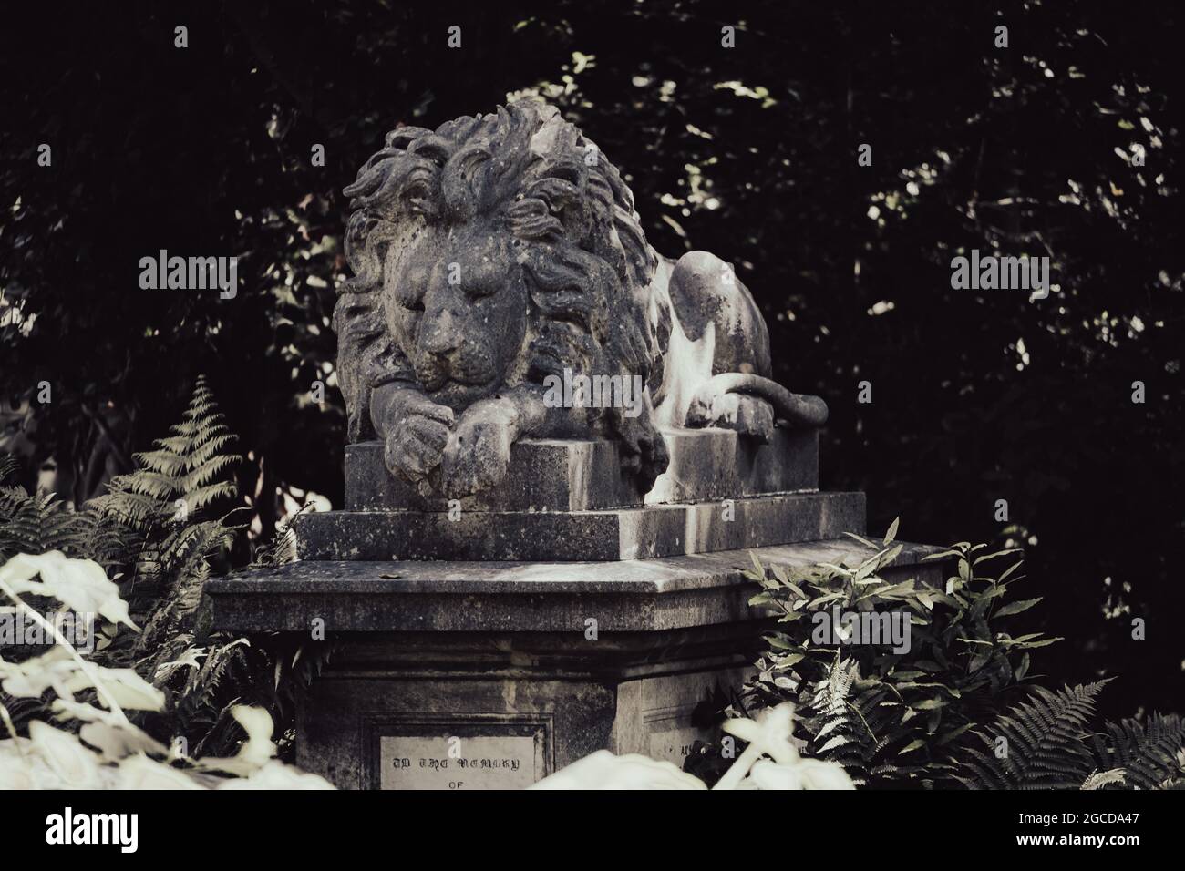 White cat sitting on weathered stone lion statue in overgrown cemetery ...