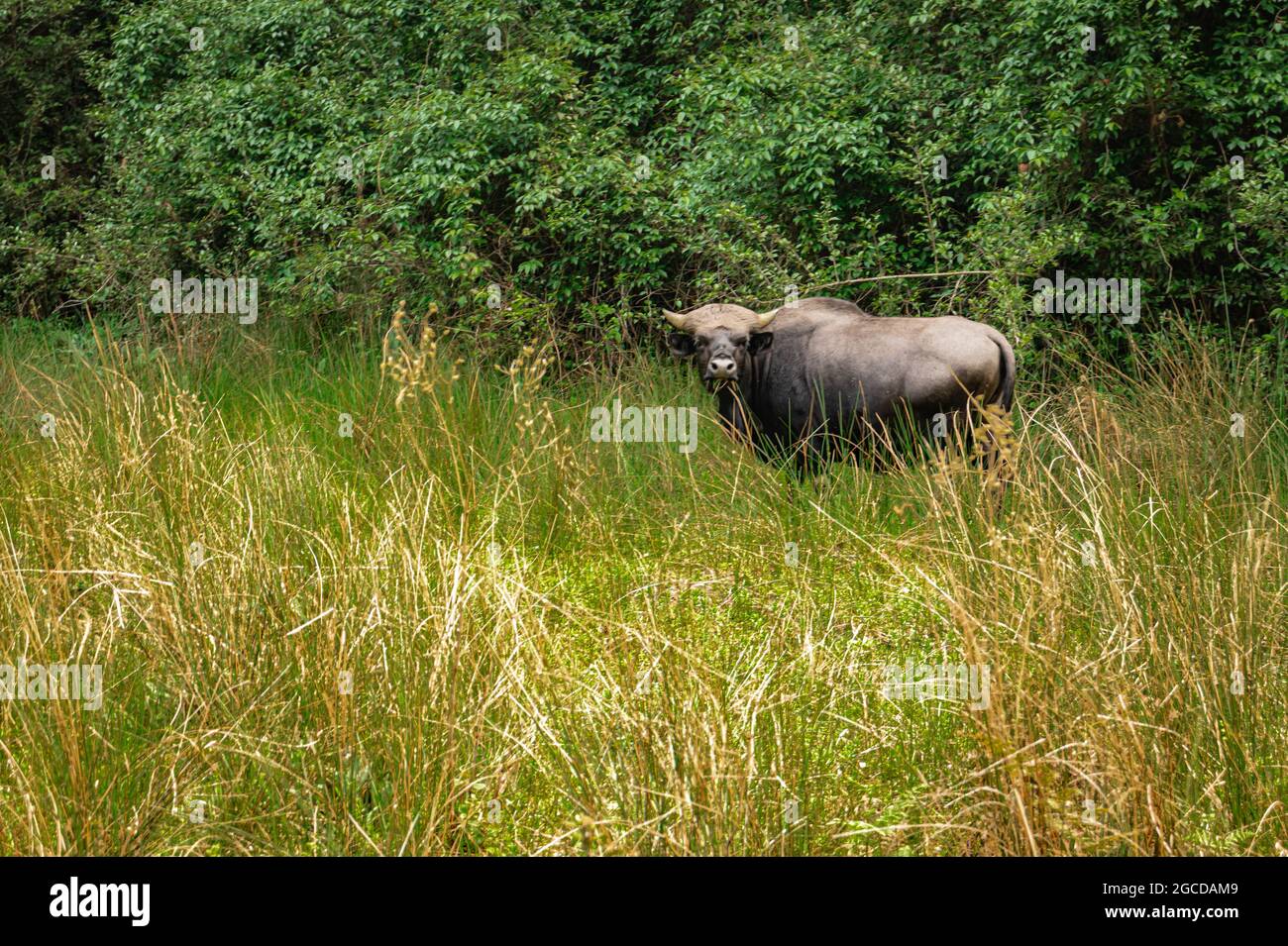 Gayal hi-res stock photography and images - Alamy