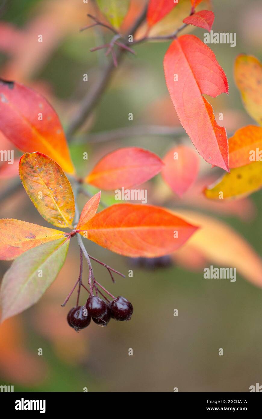 Red chokeberry (Aronia arbutifolia) in autumn with ripening fruits and ...