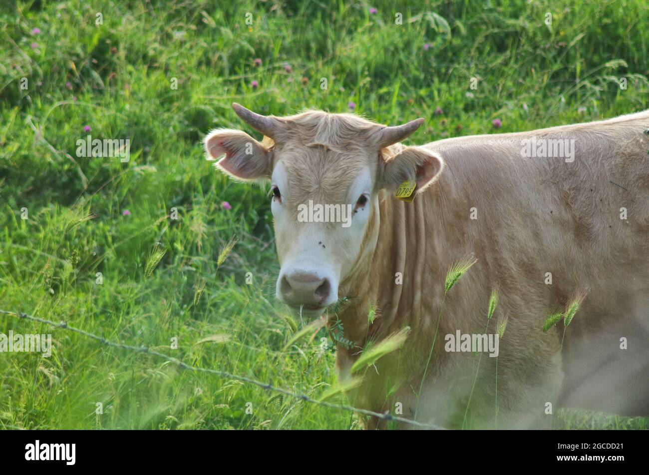 front view of a cow looking at camera Stock Photo - Alamy