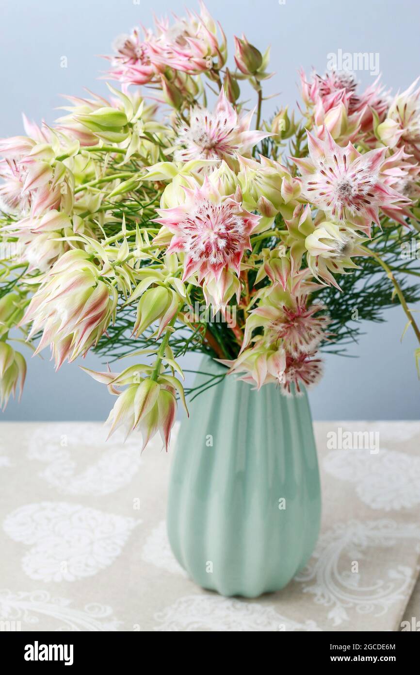 Serruria florida (blushing bride) flower. Proteaceae family of plants ...