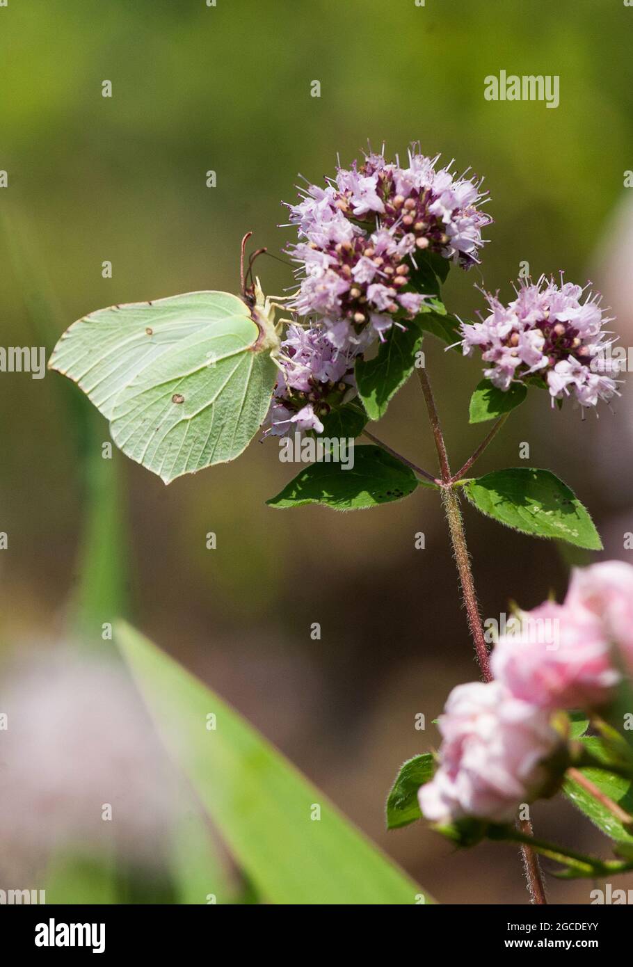 GONEPTERYX RHAMNI common Brimstone in garden Stock Photo - Alamy