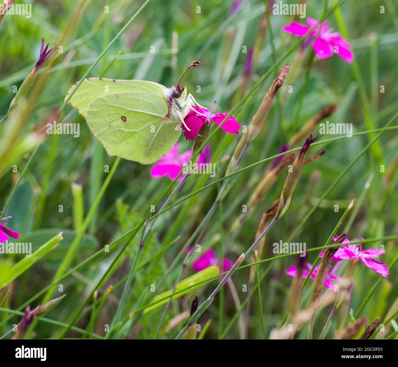 GONEPTERYX RHAMNI common Brimstone in garden Stock Photo - Alamy