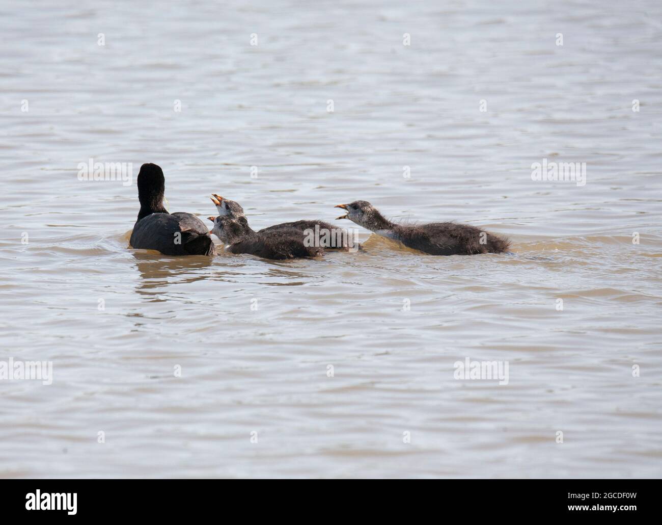 EURASIAN COOT young birds complains Stock Photo - Alamy
