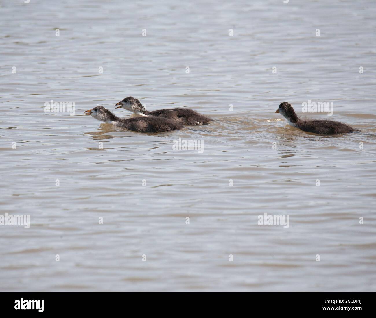 Common coot bird hi-res stock photography and images - Alamy