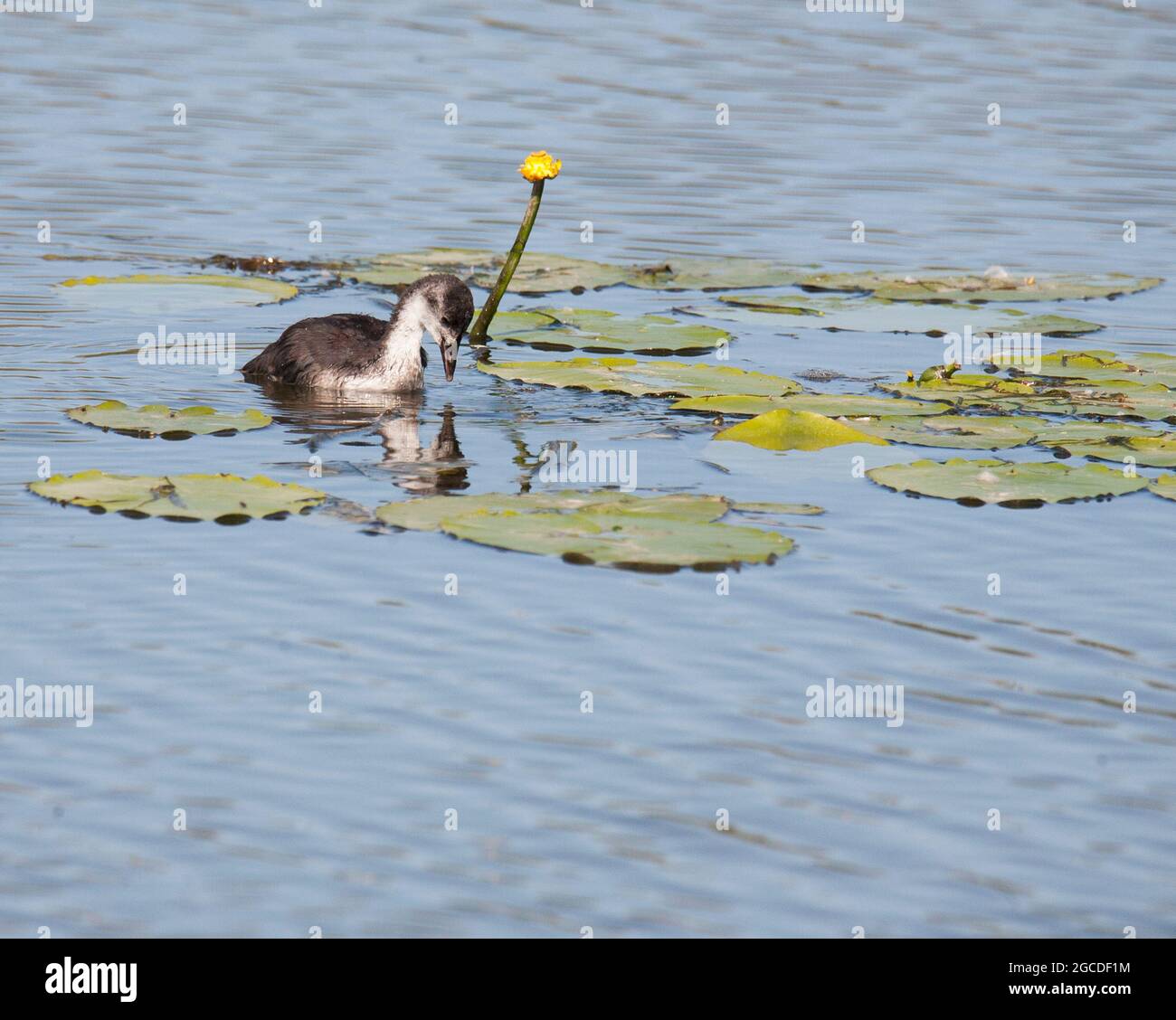 EURASIAN COOT young bird Stock Photo - Alamy
