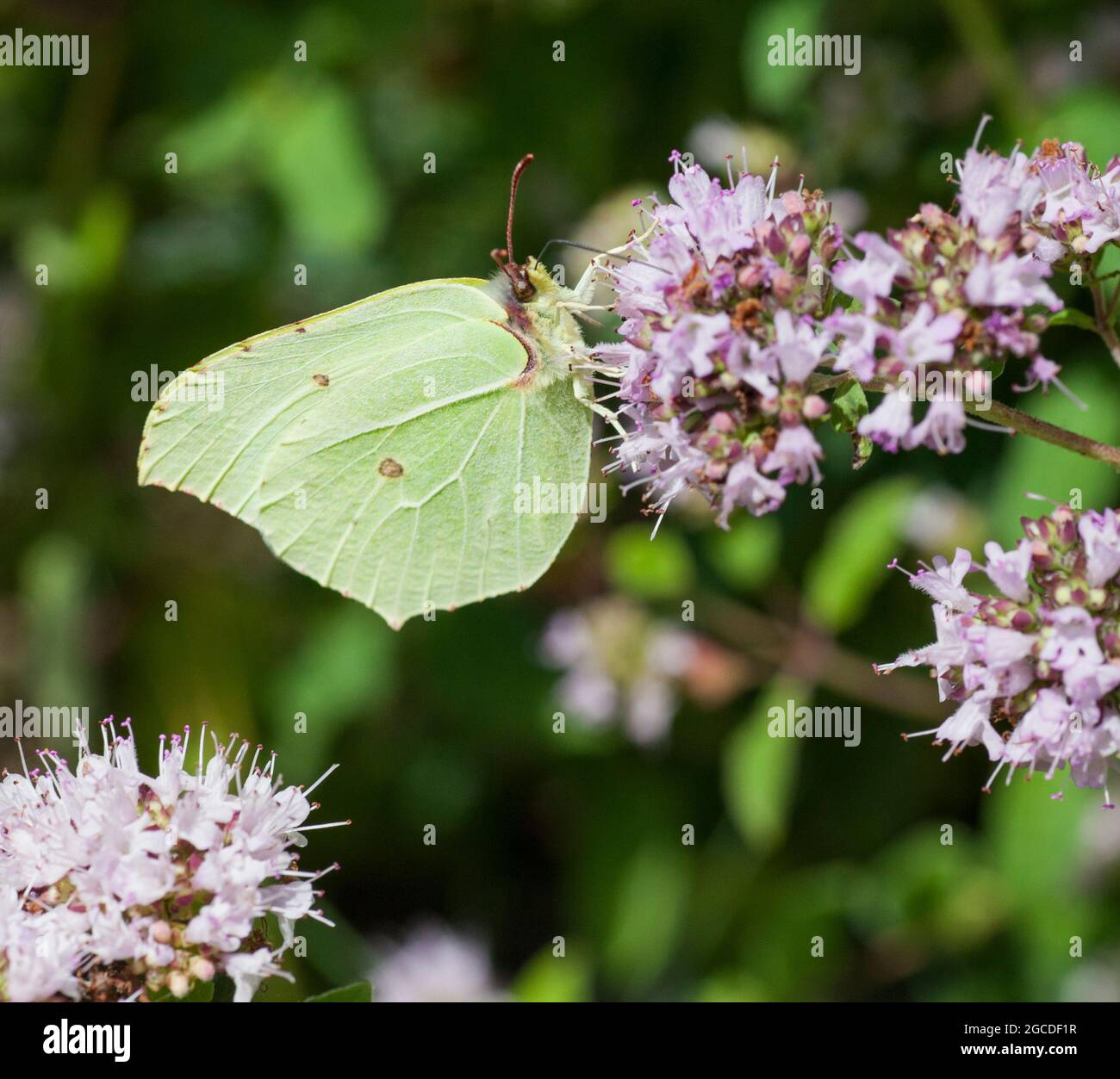 GONEPTERYX RHAMNI common Brimstone in garden Stock Photo - Alamy