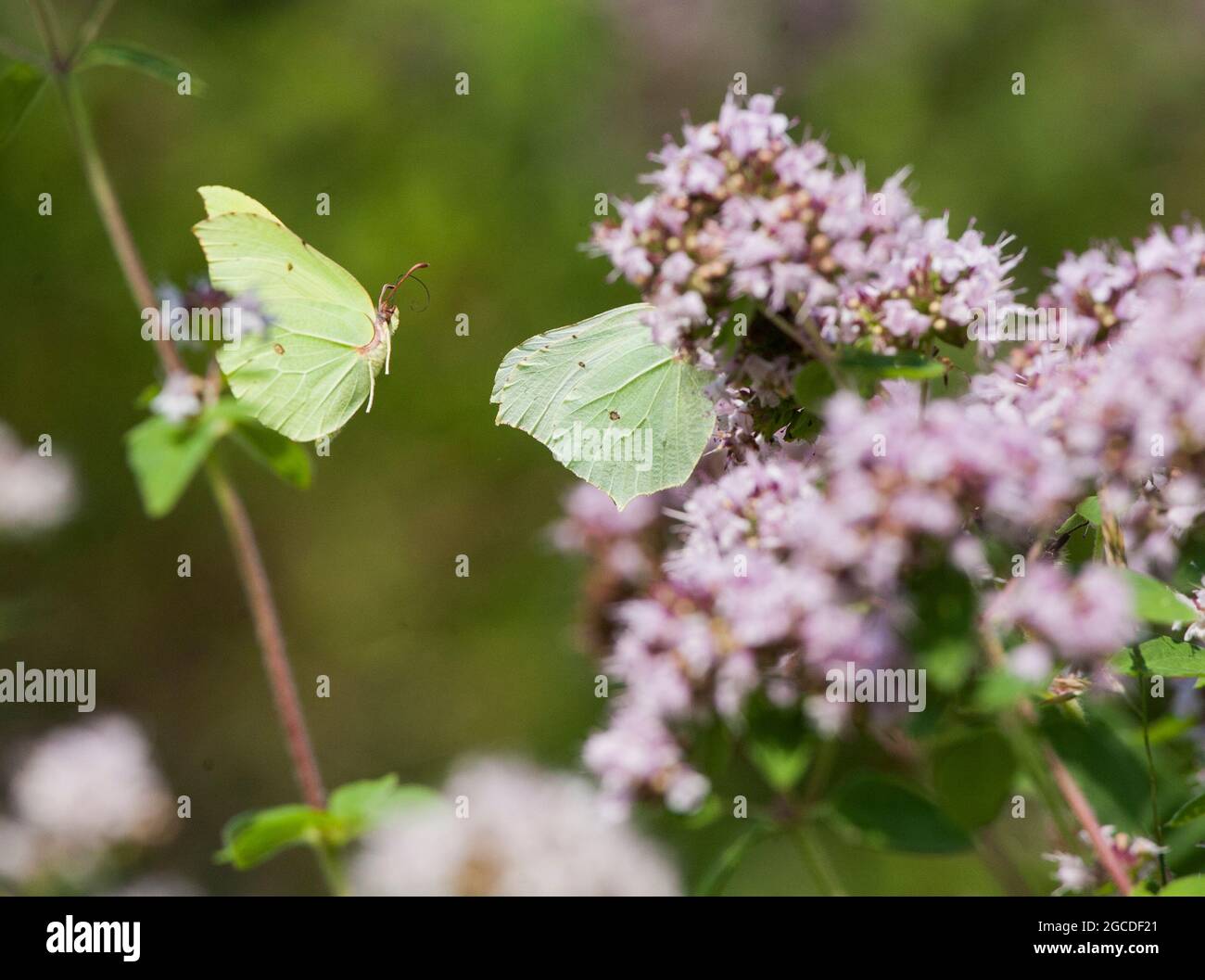GONEPTERYX RHAMNI common Brimstone in garden Stock Photo - Alamy