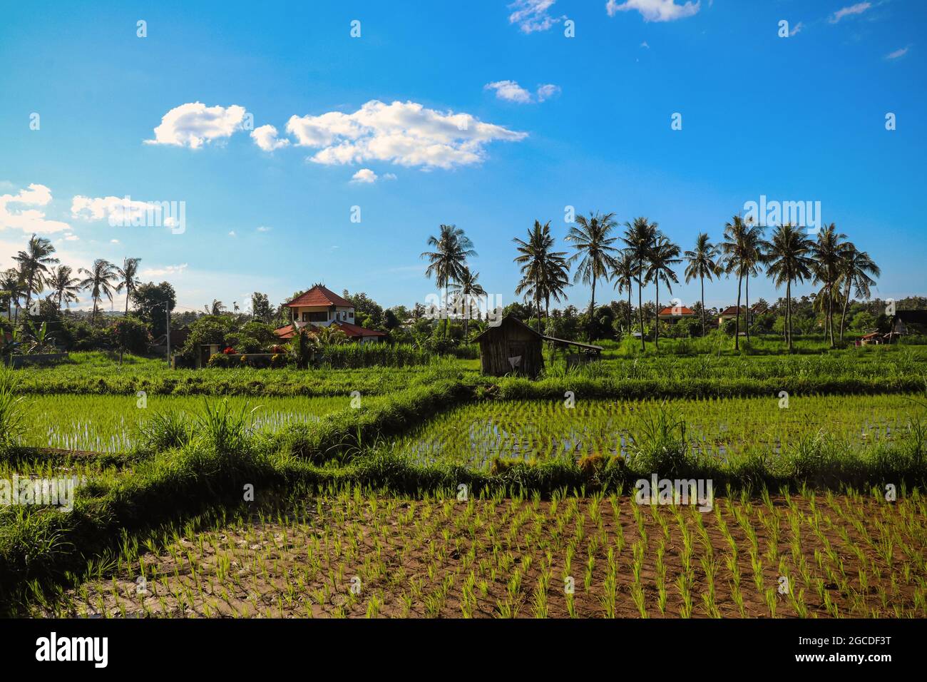 Villas in a beautiful rice fields at sunset. Bali island, Indonesia ...