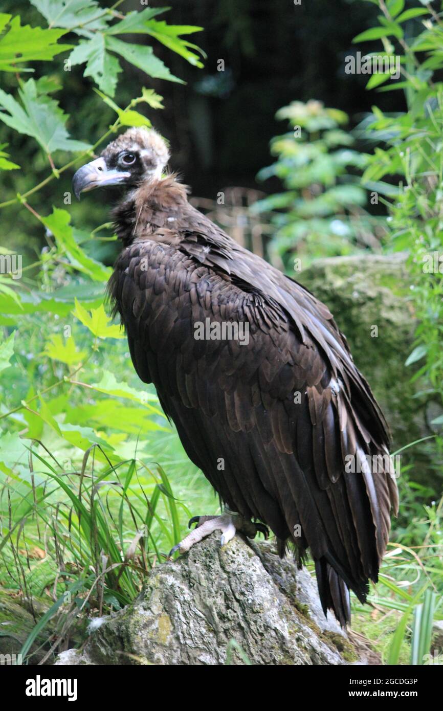 Vulture flying high altitude hi-res stock photography and images - Alamy