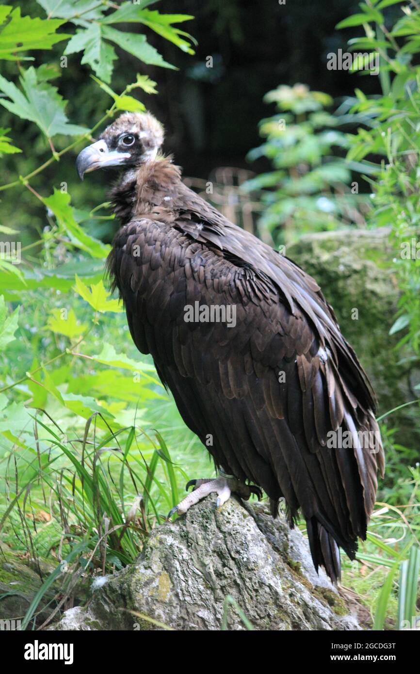Vulture flying high altitude hi-res stock photography and images - Alamy