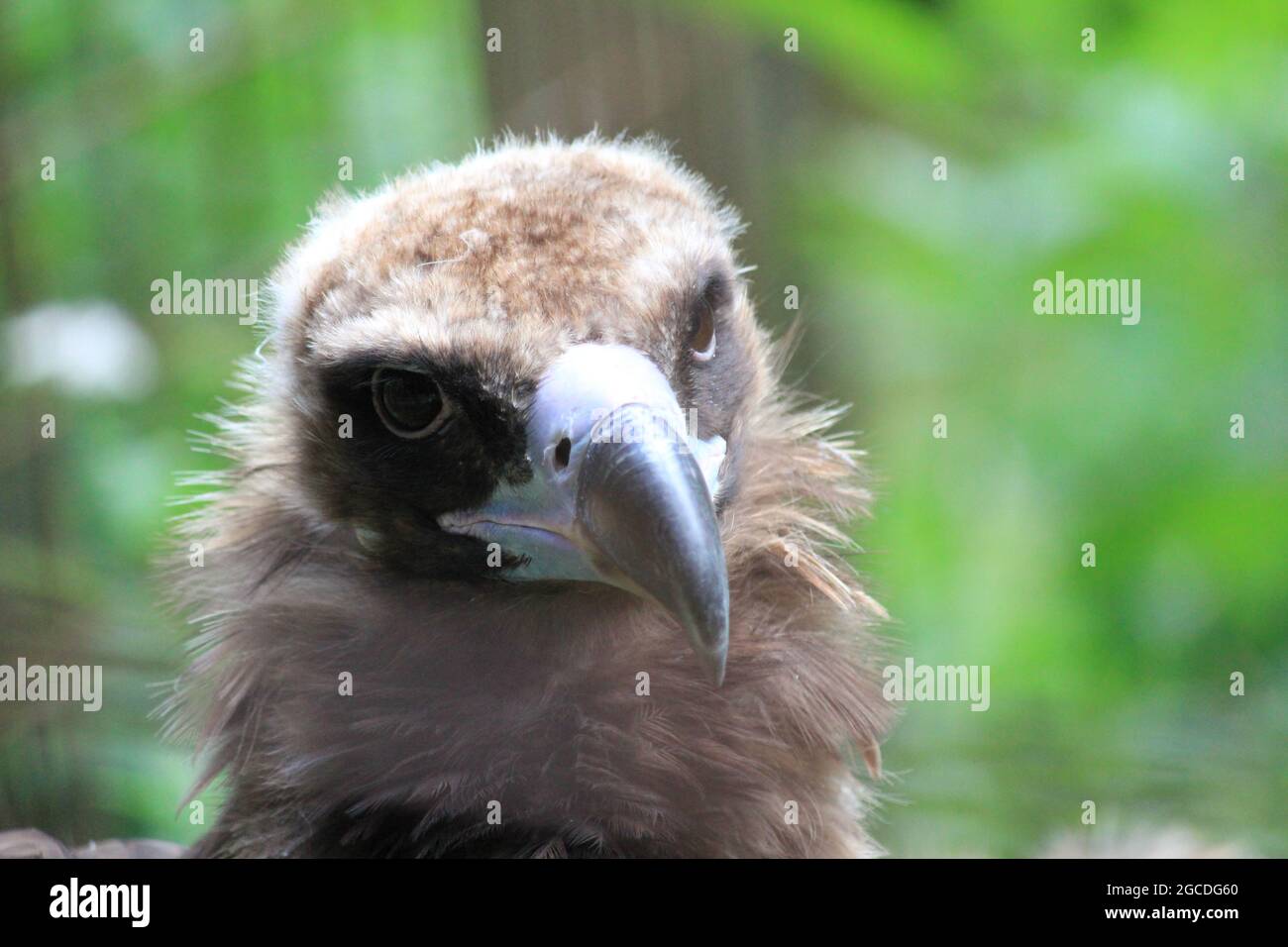 Vulture flying high altitude hi-res stock photography and images - Alamy