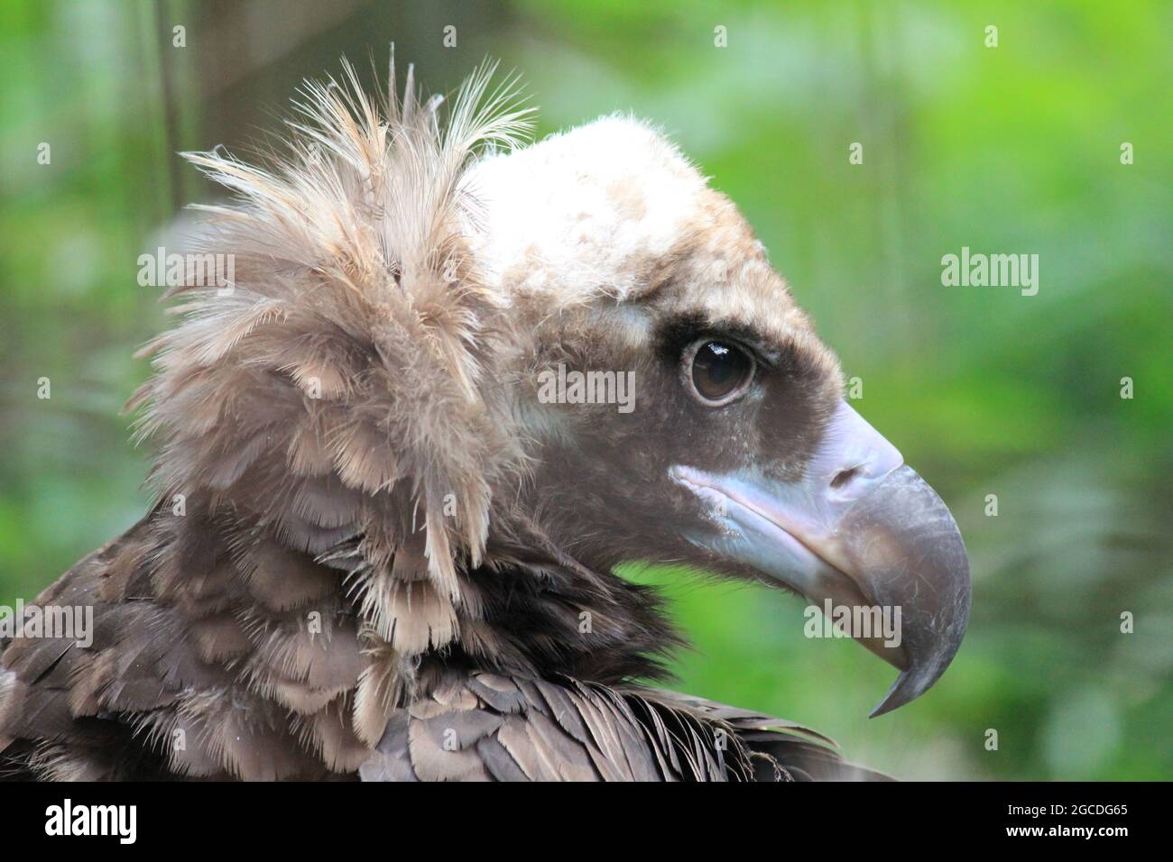 Fish head and body bones hi-res stock photography and images - Alamy