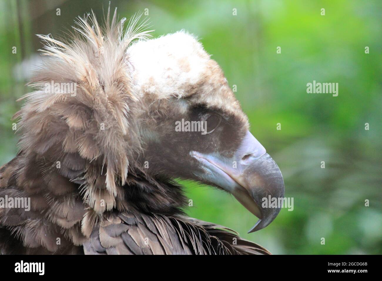 Largest of any living accipiterid hi-res stock photography and images ...