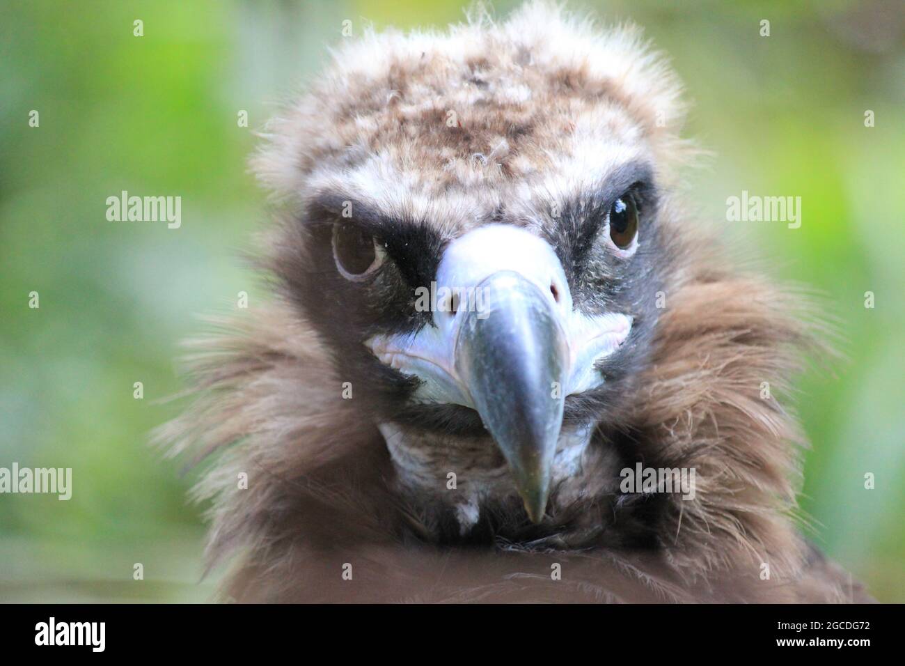 Vulture flying high altitude hi-res stock photography and images - Alamy