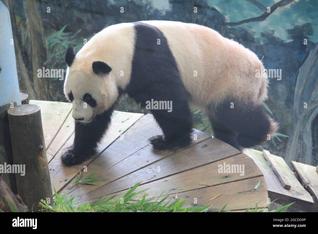 The panda’s thumb hi-res stock photography and images - Alamy