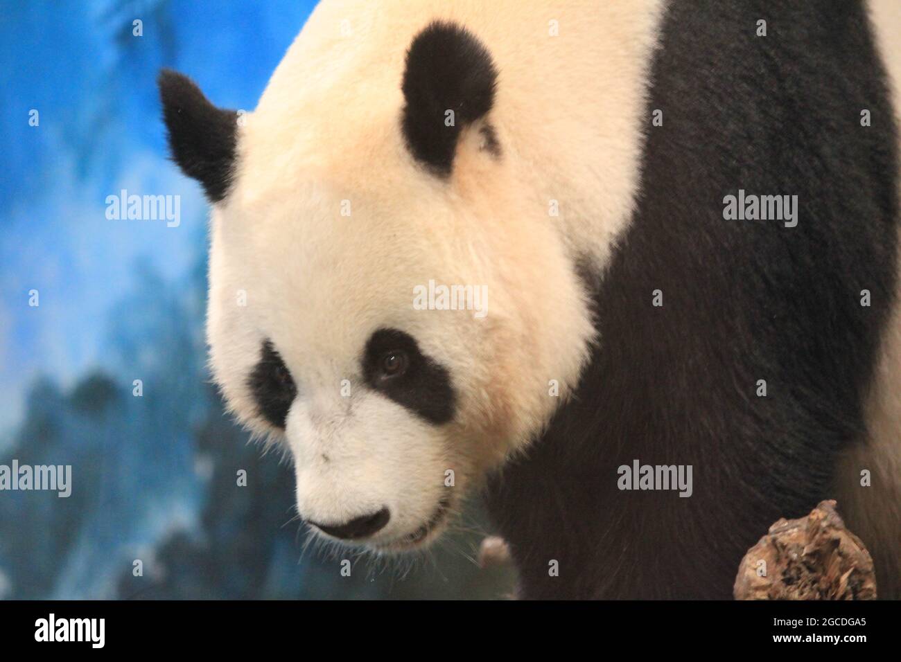 The panda’s thumb hi-res stock photography and images - Alamy