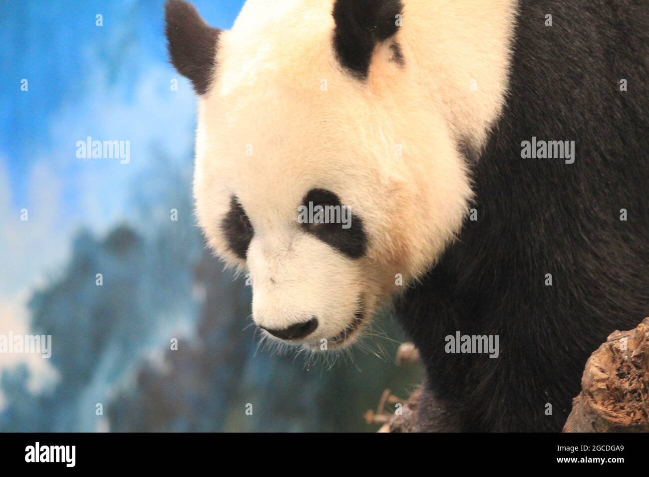 Panda's paw hi-res stock photography and images - Alamy