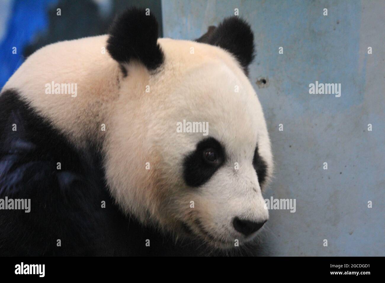 Panda's paw hi-res stock photography and images - Alamy