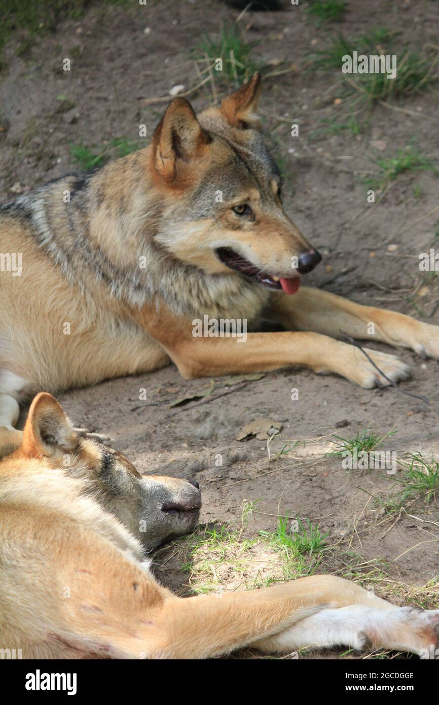 Moose wolf hi-res stock photography and images - Alamy