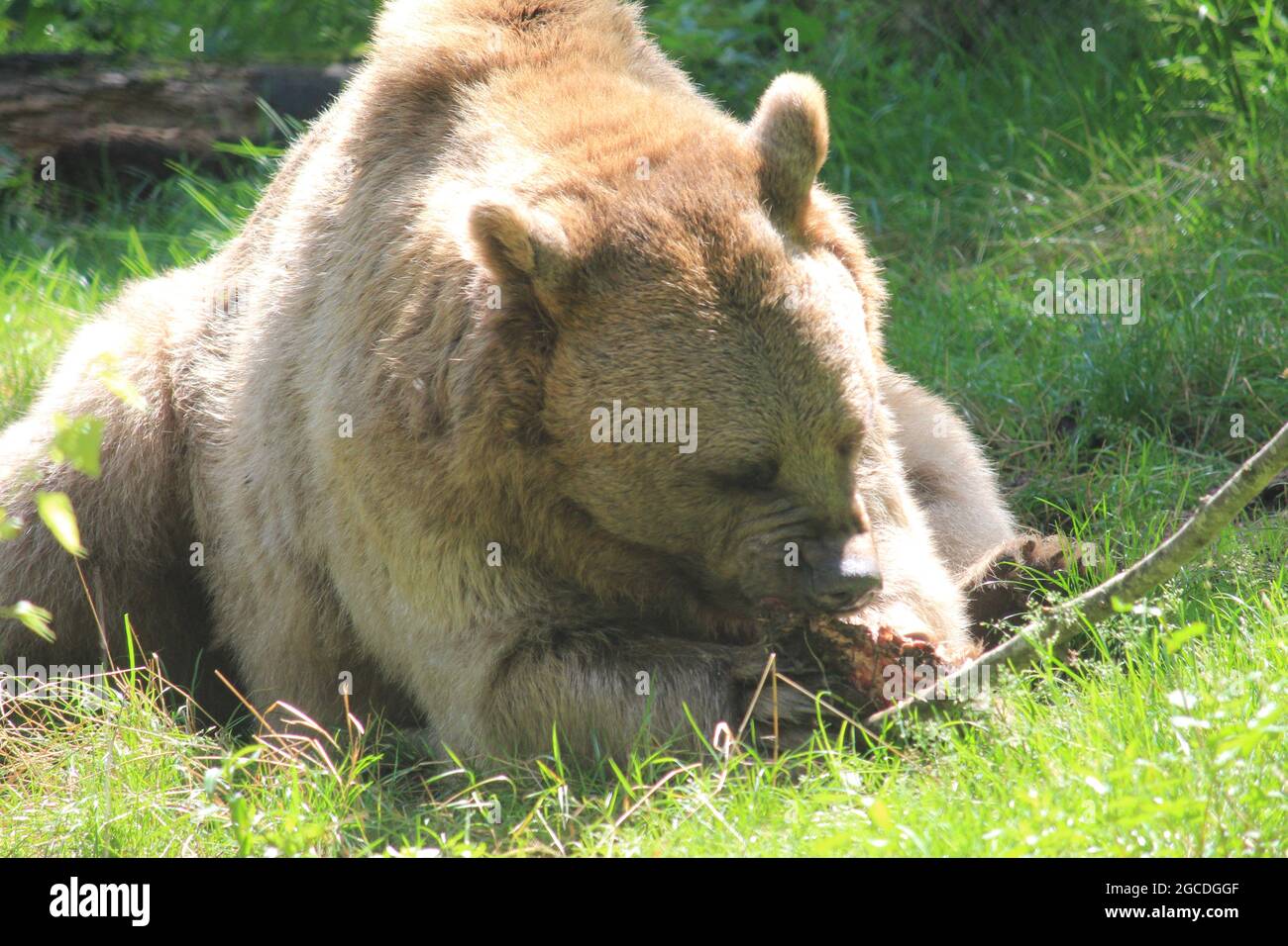 Grizzly bear teeth tail hi-res stock photography and images - Alamy