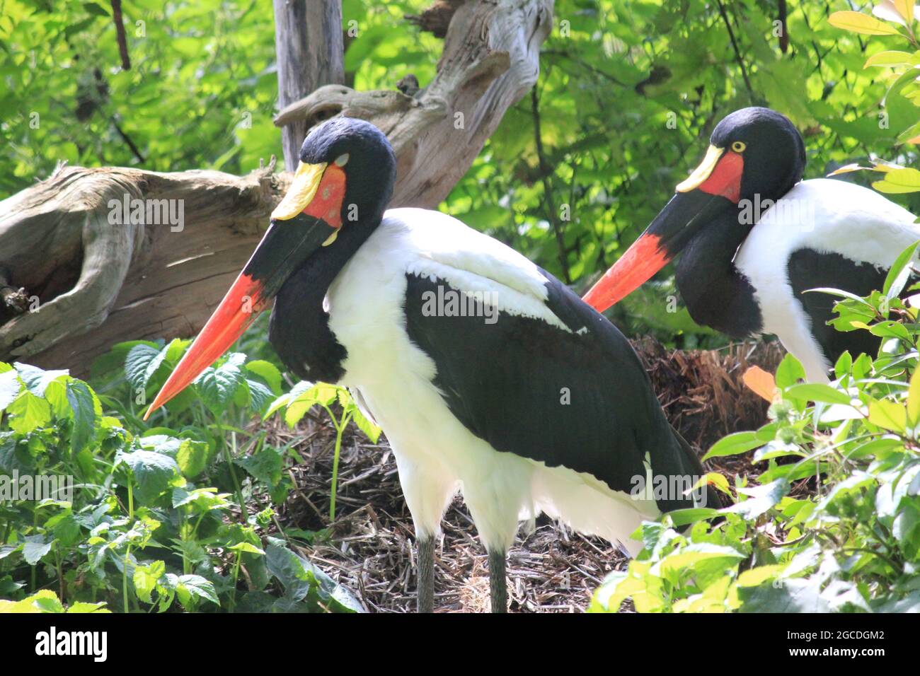 Tallest of storks hi-res stock photography and images - Alamy