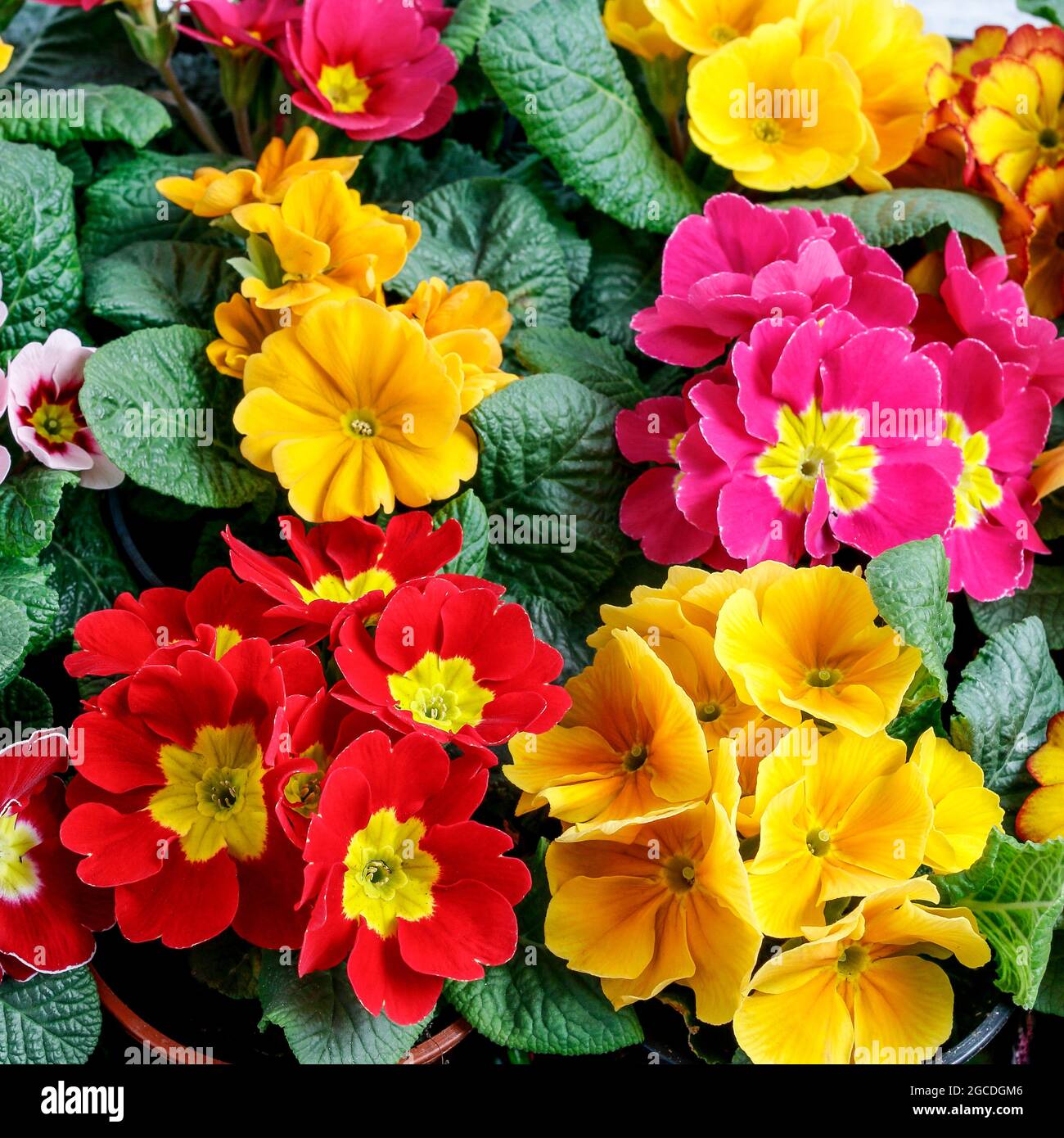 Colorful primula flowers background. Spring decor Stock Photo - Alamy