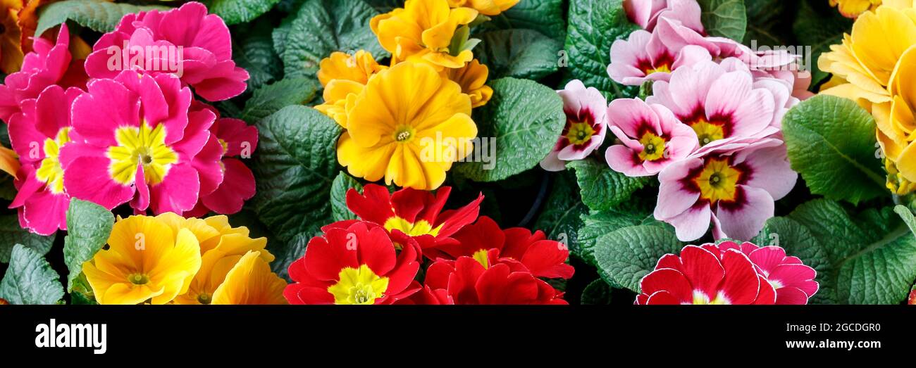 Colorful primula flowers background. Spring decor Stock Photo - Alamy