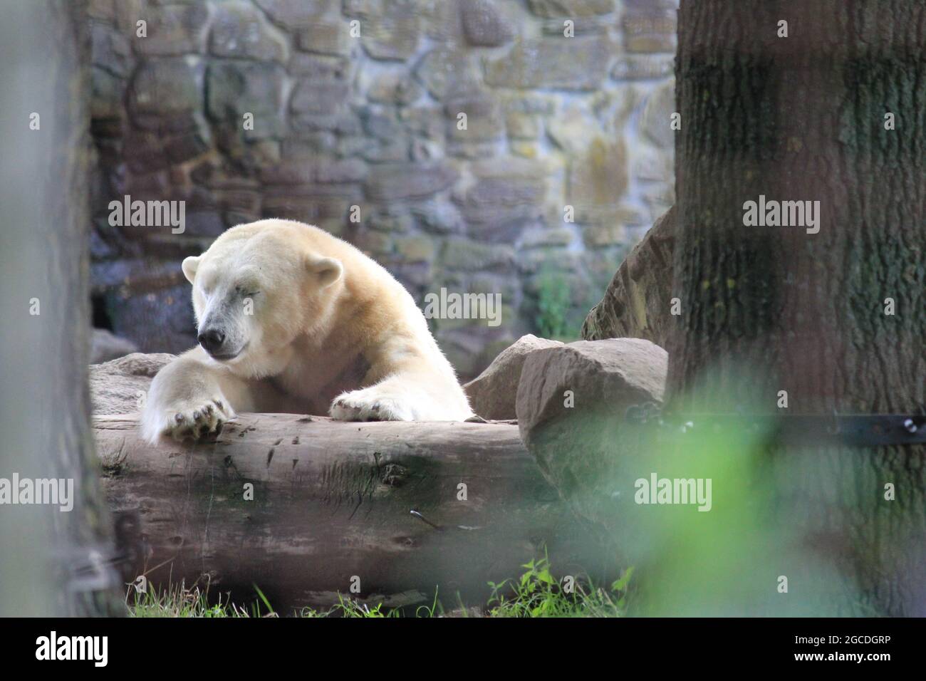 Short nose bear hi-res stock photography and images - Alamy