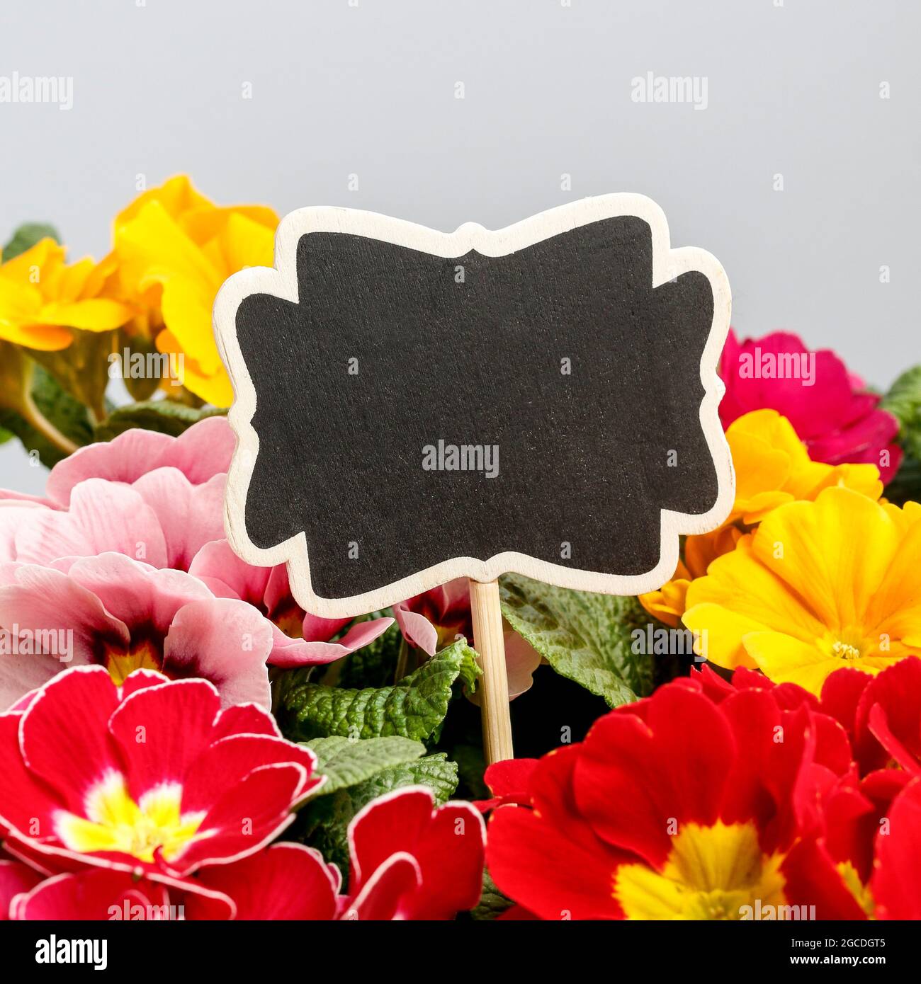 Colorful primula flowers and blank blackboard label, copy space Stock ...