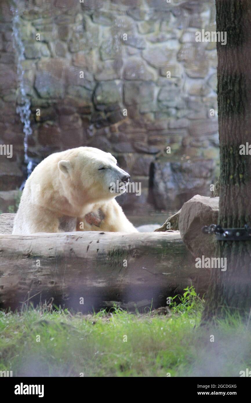 Powerful limbs and claws hi-res stock photography and images - Alamy