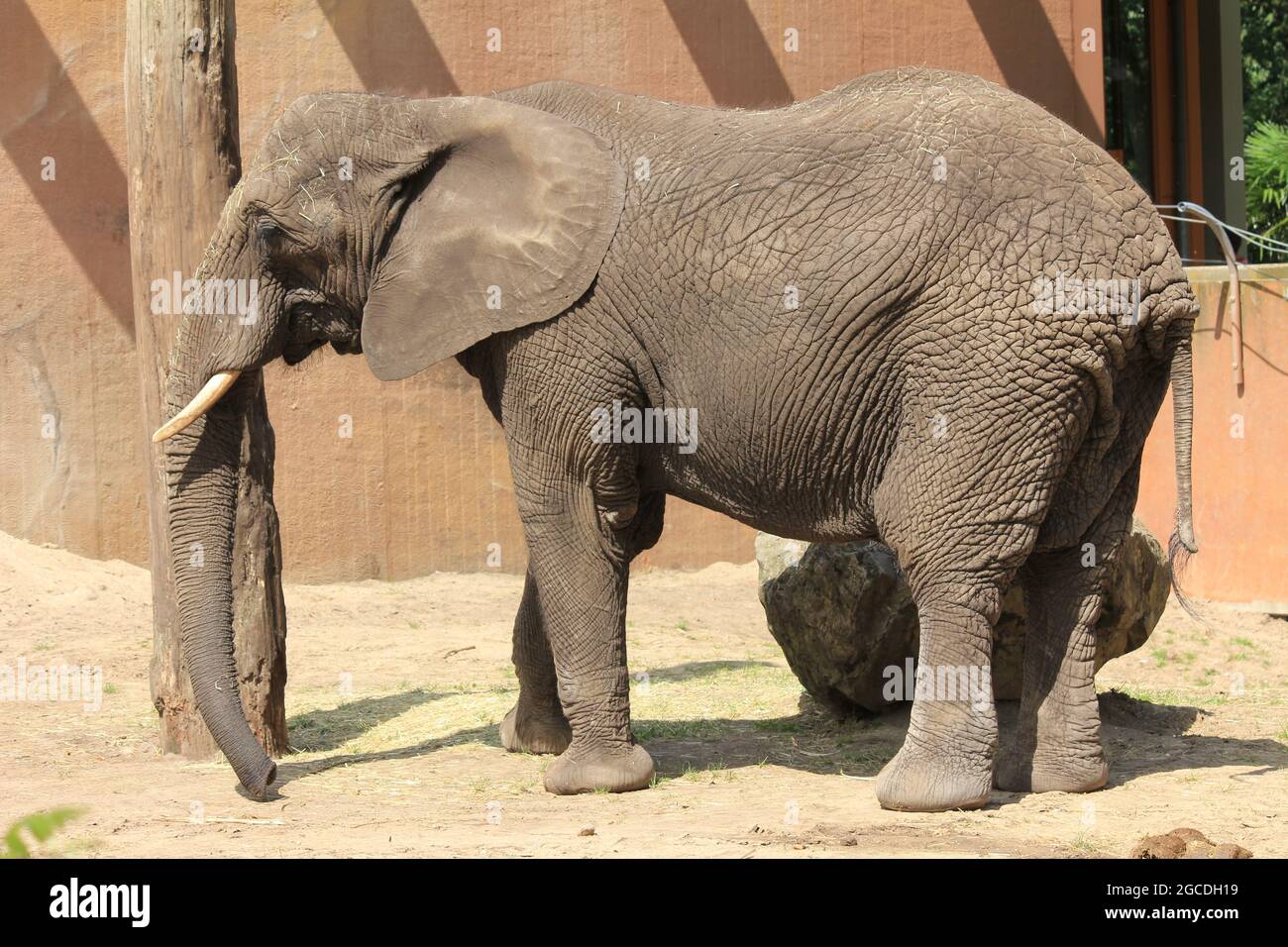 African elephant trunk finger hi-res stock photography and images - Alamy