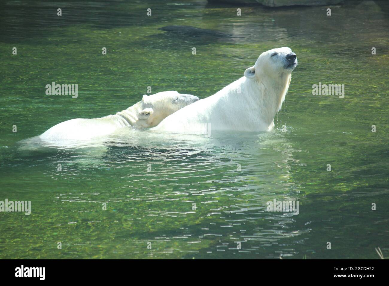 Powerful limbs and claws hi-res stock photography and images - Alamy