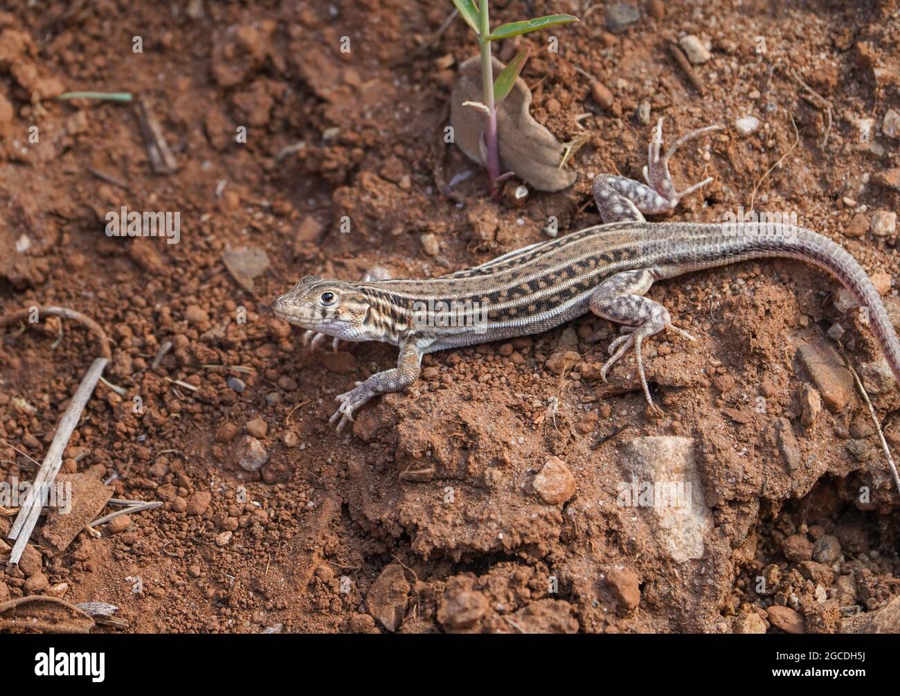 Spiny-footed lizard, lizards, reptile, acanthodactylus erythrurus ...