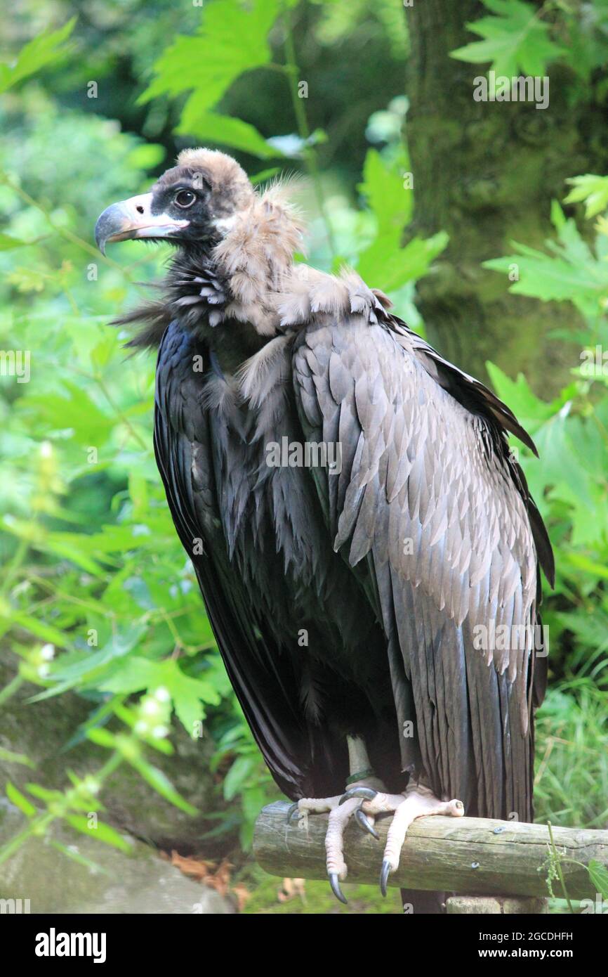 Vulture flying high altitude hi-res stock photography and images - Alamy